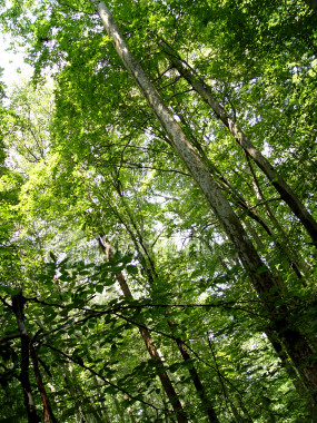 TLB Timber - About Us